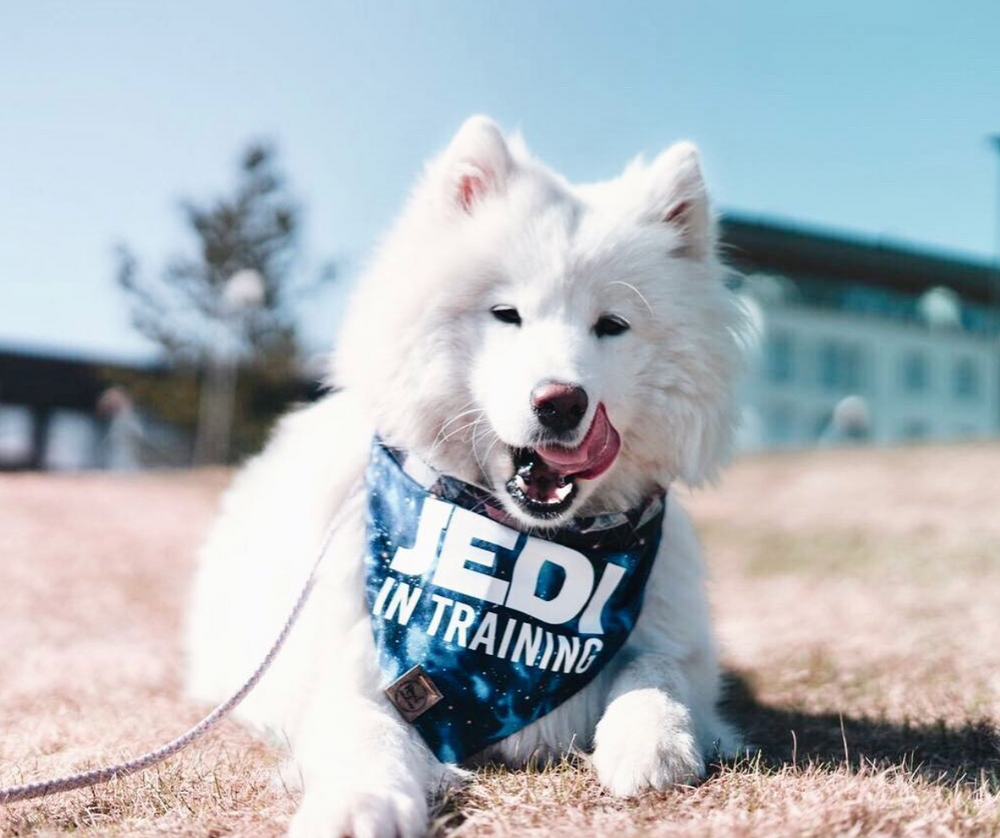 Bark Wars – Royal Collections And Co.