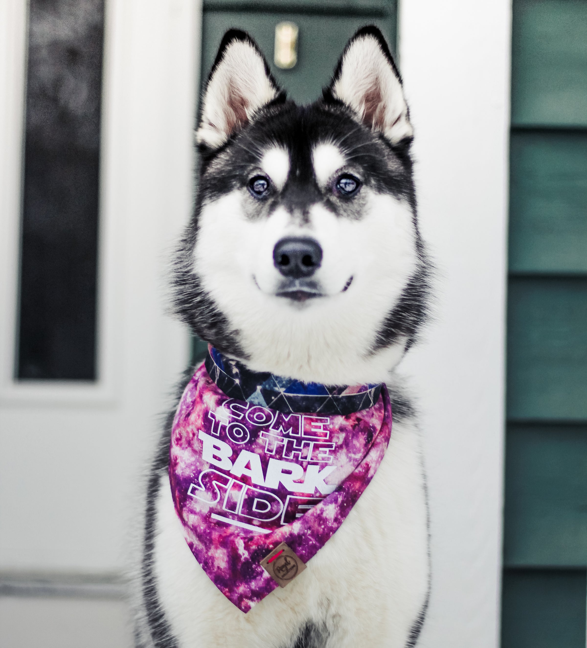 Bark Wars – Royal Collections And Co.